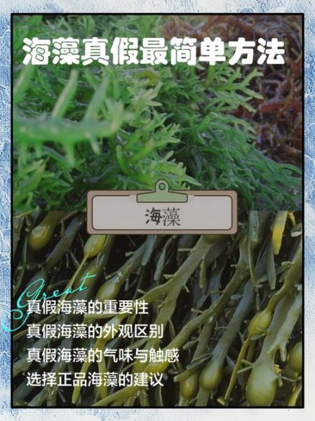 假海藻和真海藻的区别_如何辨别真假海藻-第1张图片-山城妙识 假海藻和真海藻的区别_如何辨别真假海藻-第1张图片-山城妙识