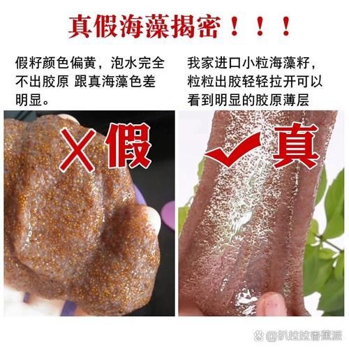 假海藻和真海藻的区别_如何辨别真假海藻-第2张图片-山城妙识 假海藻和真海藻的区别_如何辨别真假海藻-第2张图片-山城妙识