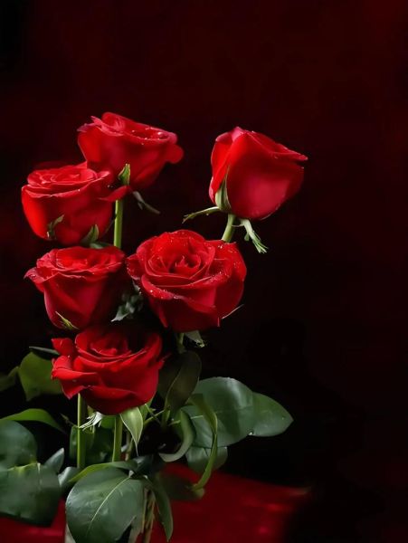 最漂亮的真玫瑰花图片_如何拍摄高清玫瑰特写-第1张图片-山城妙识 最漂亮的真玫瑰花图片_如何拍摄高清玫瑰特写-第1张图片-山城妙识