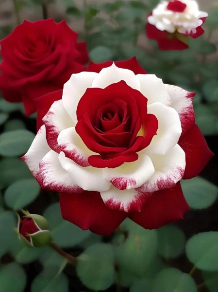 最漂亮的真玫瑰花图片_如何拍摄高清玫瑰特写-第2张图片-山城妙识 最漂亮的真玫瑰花图片_如何拍摄高清玫瑰特写-第2张图片-山城妙识