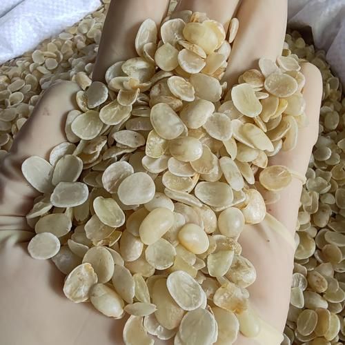 雪莲子是皂角米吗_雪莲子与皂角米区别-第1张图片-山城妙识