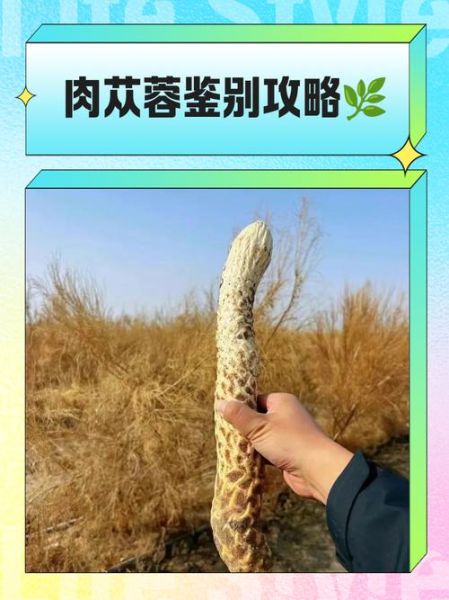 野生肉苁蓉多少钱一斤_如何辨别真假-第3张图片-山城妙识 野生肉苁蓉多少钱一斤_如何辨别真假-第3张图片-山城妙识