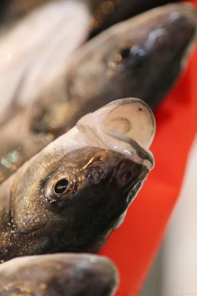 鲽怎么读_鲽鱼是什么鱼-第2张图片-山城妙识 鲽怎么读_鲽鱼是什么鱼-第2张图片-山城妙识