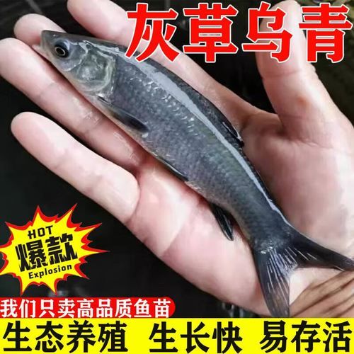 螺蛳青鱼苗多少钱一斤_螺蛳青鱼苗怎么挑选-第1张图片-山城妙识 螺蛳青鱼苗多少钱一斤_螺蛳青鱼苗怎么挑选-第1张图片-山城妙识