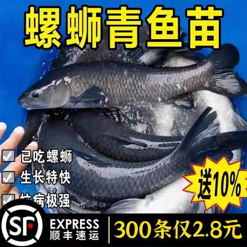 螺蛳青鱼苗多少钱一斤_螺蛳青鱼苗怎么挑选-第3张图片-山城妙识 螺蛳青鱼苗多少钱一斤_螺蛳青鱼苗怎么挑选-第3张图片-山城妙识