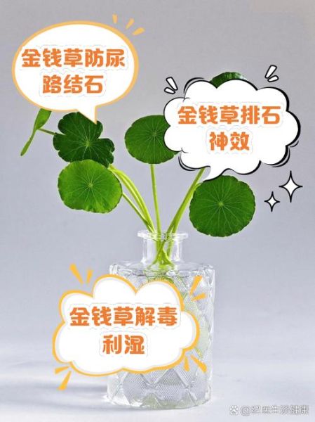 金钱草的功效与作用禁忌_哪些人不能吃金钱草-第3张图片-山城妙识 金钱草的功效与作用禁忌_哪些人不能吃金钱草-第3张图片-山城妙识
