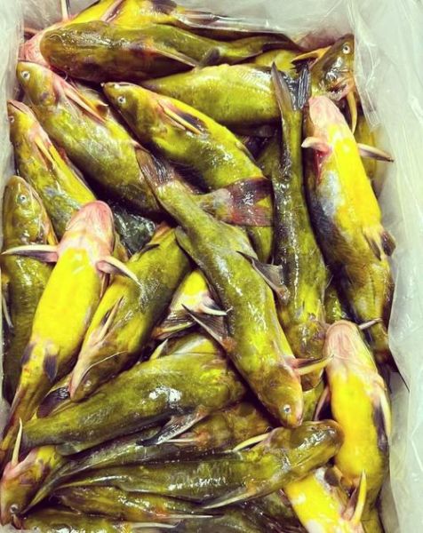 黄刺鱼怎么烧好吃_黄刺鱼的家常做法-第1张图片-山城妙识