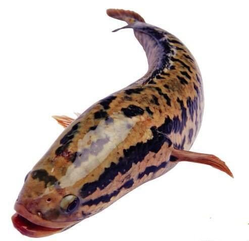 斑鱼图片大全_斑鱼长什么样-第3张图片-山城妙识