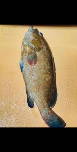 斑鱼图片大全_斑鱼长什么样-第1张图片-山城妙识