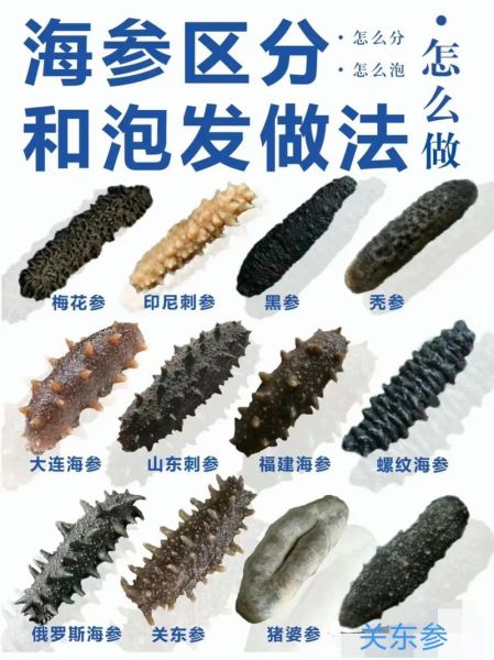 海参怎么泡发_海参菜谱图详细做法-第3张图片-山城妙识