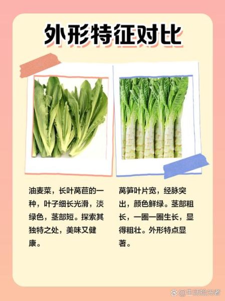 油麦菜是莴笋叶吗_油麦菜和莴笋叶的区别-第2张图片-山城妙识