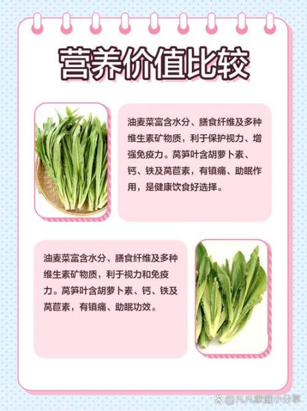 油麦菜是莴笋叶吗_油麦菜和莴笋叶的区别-第3张图片-山城妙识