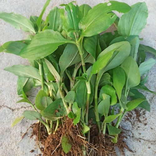 鸭舌草和鸭跖草的区别_如何快速区分这两种常见湿地植物-第3张图片-山城妙识 鸭舌草和鸭跖草的区别_如何快速区分这两种常见湿地植物-第3张图片-山城妙识