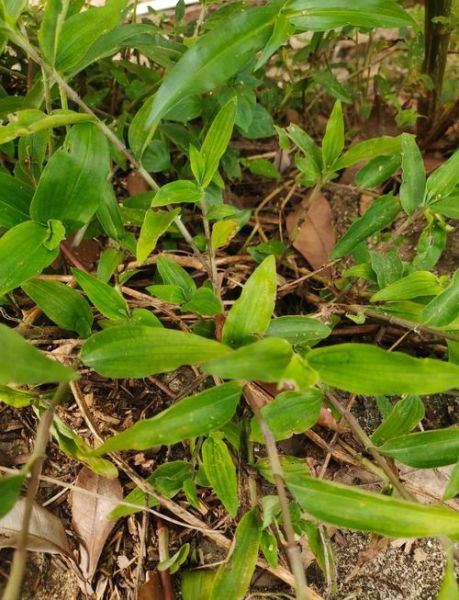 鸭舌草和鸭跖草的区别_如何快速区分这两种常见湿地植物-第1张图片-山城妙识 鸭舌草和鸭跖草的区别_如何快速区分这两种常见湿地植物-第1张图片-山城妙识