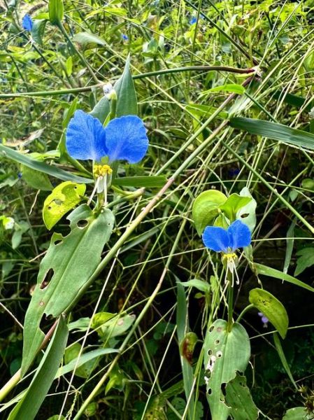 鸭舌草和鸭跖草的区别_如何快速区分这两种常见湿地植物-第2张图片-山城妙识 鸭舌草和鸭跖草的区别_如何快速区分这两种常见湿地植物-第2张图片-山城妙识