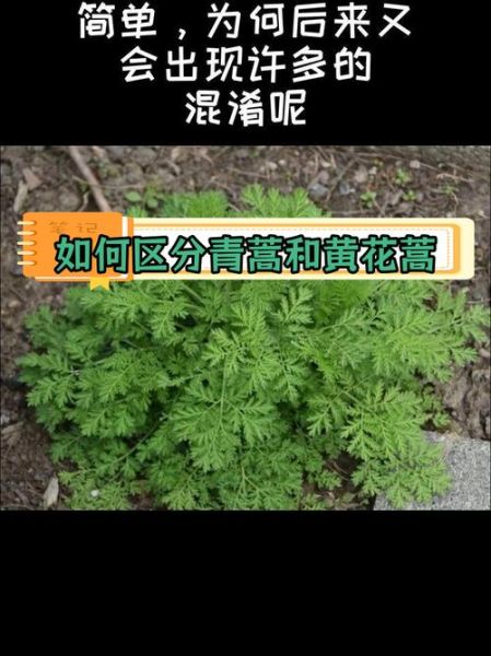 青蒿和黄蒿的区别_如何区分青蒿与黄蒿-第1张图片-山城妙识
