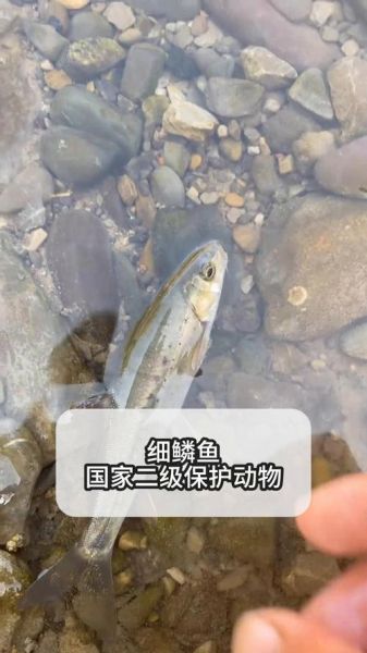 细鳞鱼图片长什么样_细鳞鱼高清图鉴-第1张图片-山城妙识