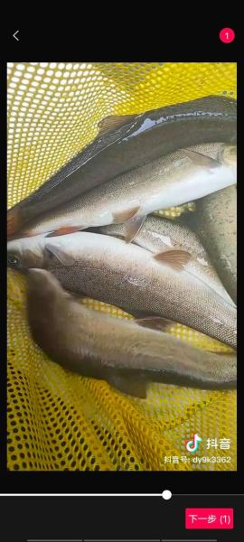 细鳞鱼图片长什么样_细鳞鱼高清图鉴-第3张图片-山城妙识