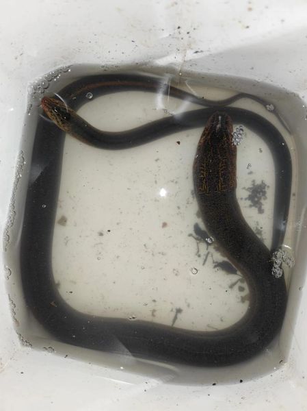 黄鳝鱼多少钱一斤_黄鳝鱼价格行情-第2张图片-山城妙识