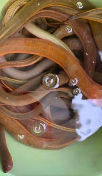 黄鳝鱼多少钱一斤_黄鳝鱼价格行情-第3张图片-山城妙识