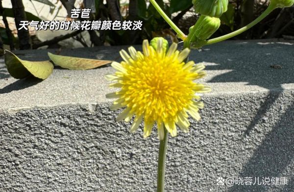 苦菜和蒲公英的区别_如何一眼分辨-第1张图片-山城妙识