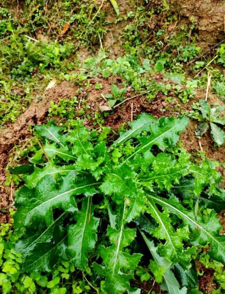 苦菜和蒲公英的区别_如何一眼分辨-第3张图片-山城妙识