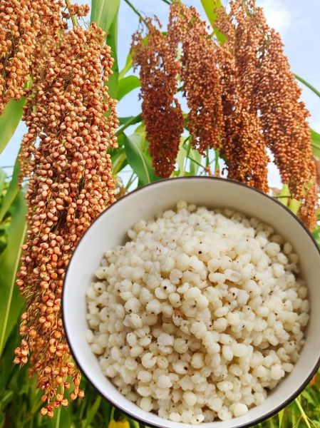 高粱米粥怎么煮_高粱米粥的功效与作用-第1张图片-山城妙识 高粱米粥怎么煮_高粱米粥的功效与作用-第1张图片-山城妙识