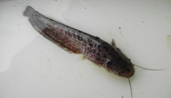 鲇怎么读拼音_鲇鱼与鲶鱼的区别-第1张图片-山城妙识