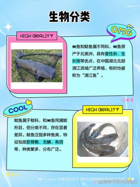 鲇怎么读拼音_鲇鱼与鲶鱼的区别-第2张图片-山城妙识