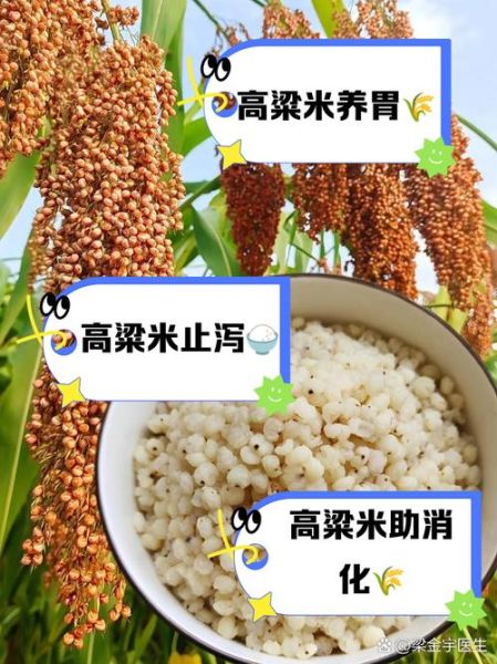 高粱米粥怎么煮_高粱米粥的功效与作用-第3张图片-山城妙识 高粱米粥怎么煮_高粱米粥的功效与作用-第3张图片-山城妙识