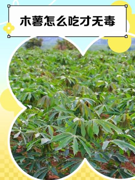 木薯怎么煮才没有毒_木薯去毒的正确方法-第2张图片-山城妙识