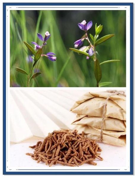 远志的功效与作用及副作用_远志泡水喝的禁忌-第3张图片-山城妙识