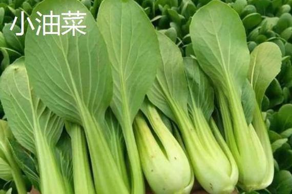 鸡毛菜图片大全_鸡毛菜和油菜的区别-第3张图片-山城妙识 鸡毛菜图片大全_鸡毛菜和油菜的区别-第3张图片-山城妙识