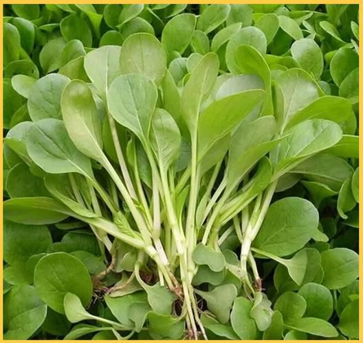 鸡毛菜图片大全_鸡毛菜和油菜的区别-第1张图片-山城妙识 鸡毛菜图片大全_鸡毛菜和油菜的区别-第1张图片-山城妙识