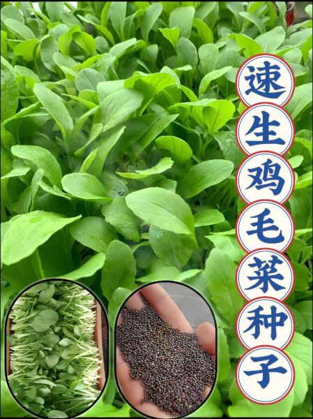 鸡毛菜图片大全_鸡毛菜和油菜的区别-第2张图片-山城妙识 鸡毛菜图片大全_鸡毛菜和油菜的区别-第2张图片-山城妙识