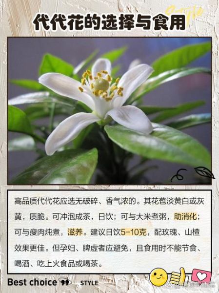 代代花泡水喝的功效与作用_代代花怎么吃才有效-第1张图片-山城妙识