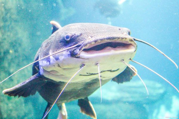 鲶鱼精是谁_鲶鱼精传说起源-第2张图片-山城妙识