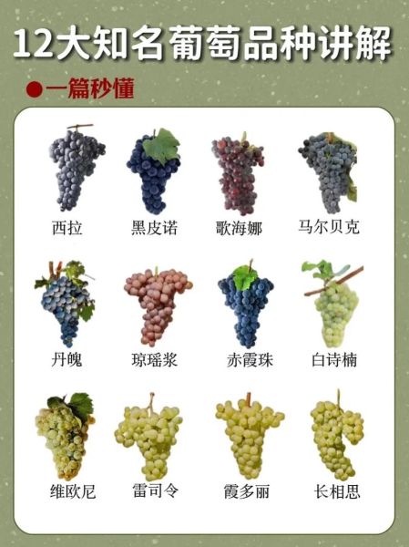 酿酒葡萄品种有哪些_不同品种口感区别-第1张图片-山城妙识