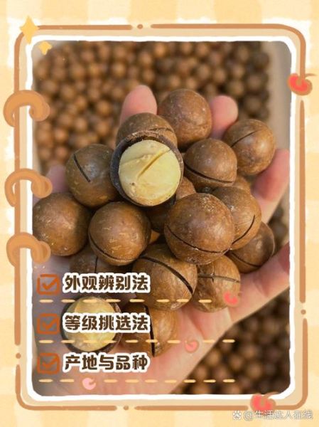 夏威夷果产地在哪里_如何挑选正宗澳洲坚果-第1张图片-山城妙识