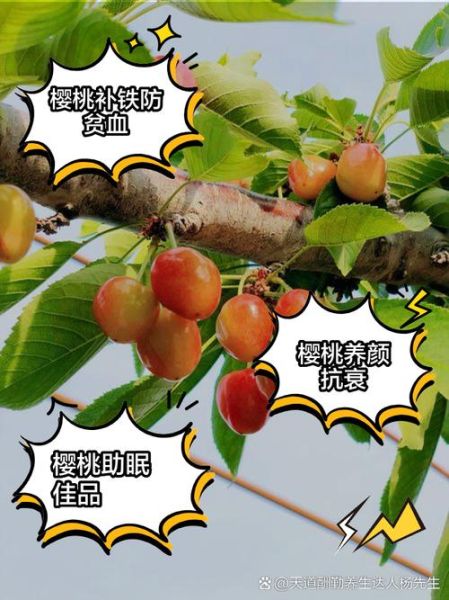 野生樱桃吃了有什么好处_野生樱桃营养价值高吗-第1张图片-山城妙识