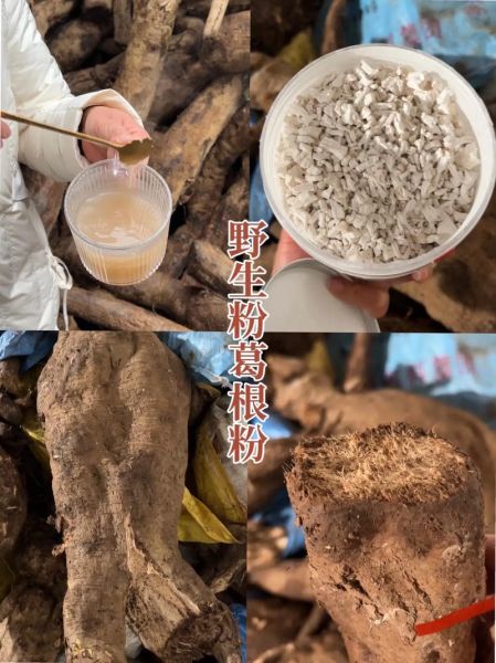 粉葛根和柴葛根的区别_哪个更适合日常养生-第2张图片-山城妙识