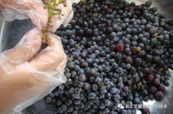 自制野生葡萄酒的正确方法_野生葡萄酿酒常见问题-第3张图片-山城妙识