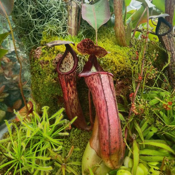 食人花真的吃人吗_食人花长什么样子-第3张图片-山城妙识 食人花真的吃人吗_食人花长什么样子-第3张图片-山城妙识