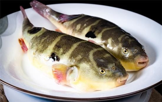 河豚是海里的还是河里的_淡水河豚与海水河豚区别-第2张图片-山城妙识