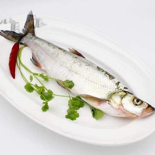 翘嘴白鱼多少钱一斤_翘嘴白鱼价格行情-第2张图片-山城妙识