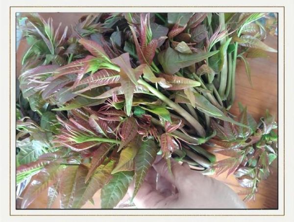 香椿属于什么类蔬菜_香椿是发物吗-第1张图片-山城妙识 香椿属于什么类蔬菜_香椿是发物吗-第1张图片-山城妙识