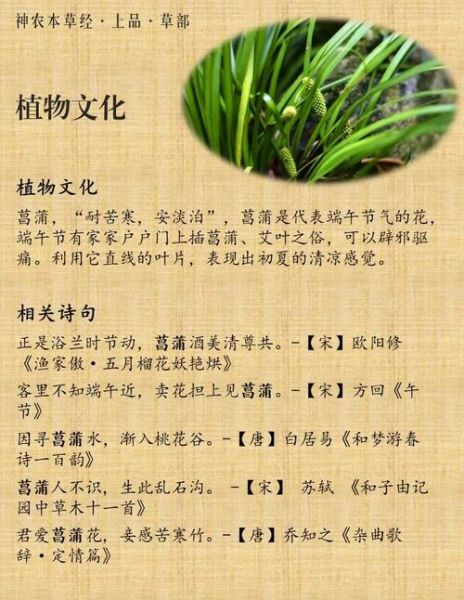 菖蒲花怎么养_菖蒲花的花语是什么-第1张图片-山城妙识 菖蒲花怎么养_菖蒲花的花语是什么-第1张图片-山城妙识