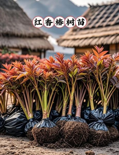 香椿属于什么类蔬菜_香椿是发物吗-第2张图片-山城妙识 香椿属于什么类蔬菜_香椿是发物吗-第2张图片-山城妙识