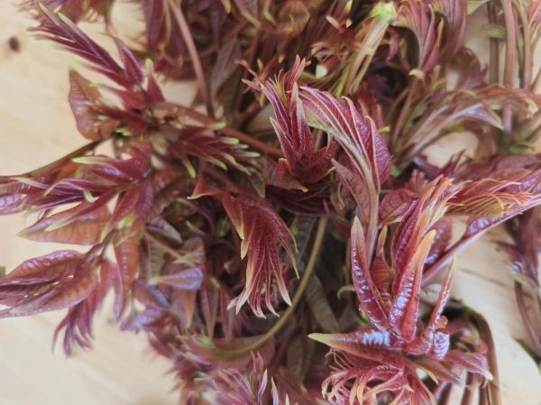 香椿属于什么类蔬菜_香椿是发物吗-第3张图片-山城妙识 香椿属于什么类蔬菜_香椿是发物吗-第3张图片-山城妙识