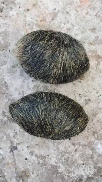 猪宝图片_猪宝长什么样-第1张图片-山城妙识 猪宝图片_猪宝长什么样-第1张图片-山城妙识